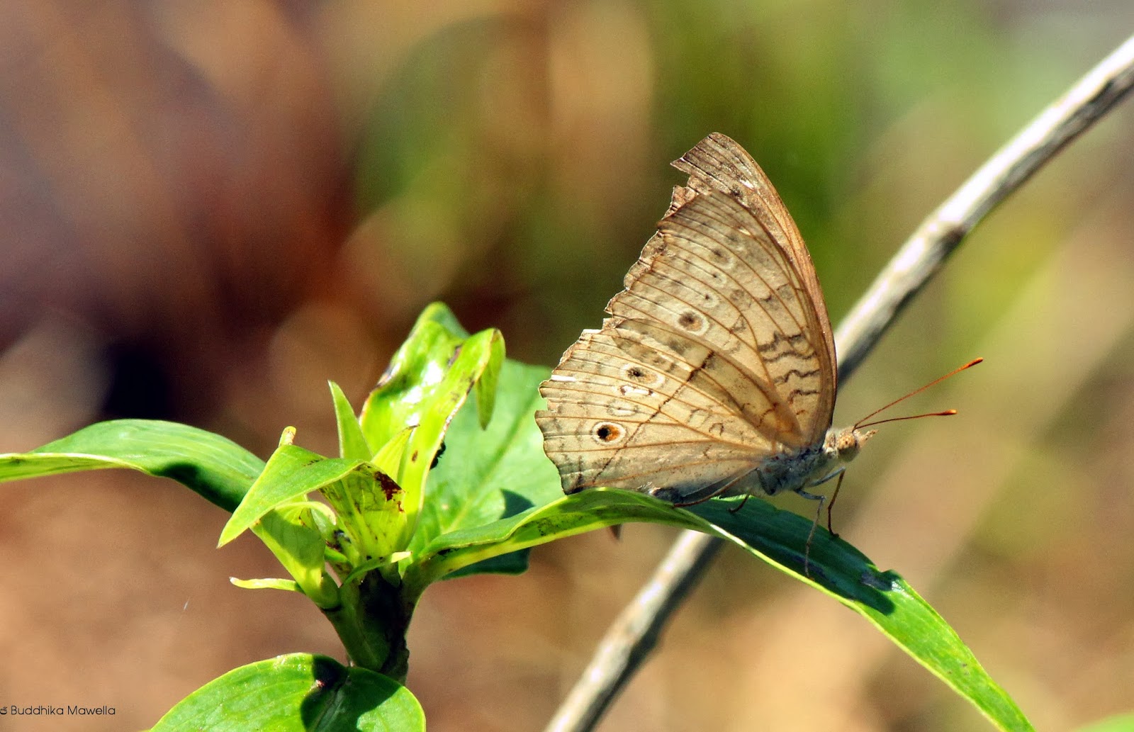 Lanka Nature Summary: Grey Pansy(Junonia atlites)