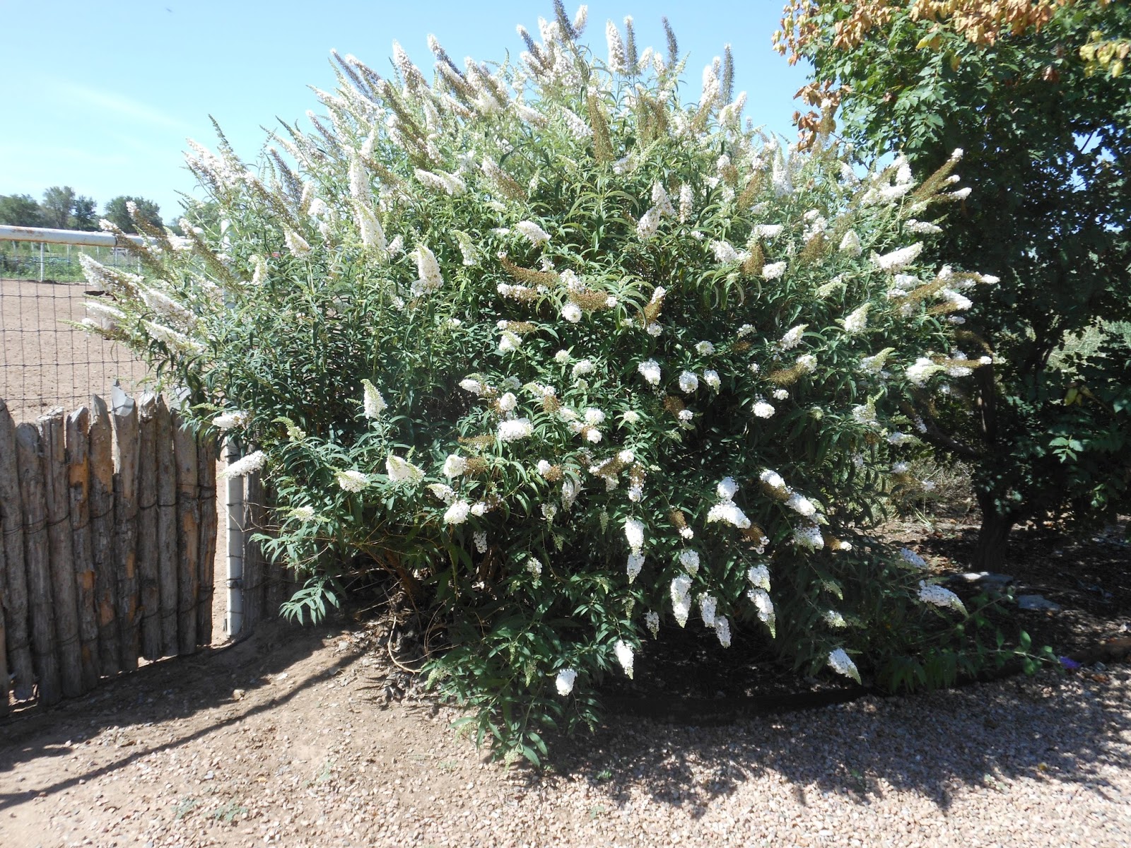 Butterfly Bushes: Colorful and Wonderfully Scented!