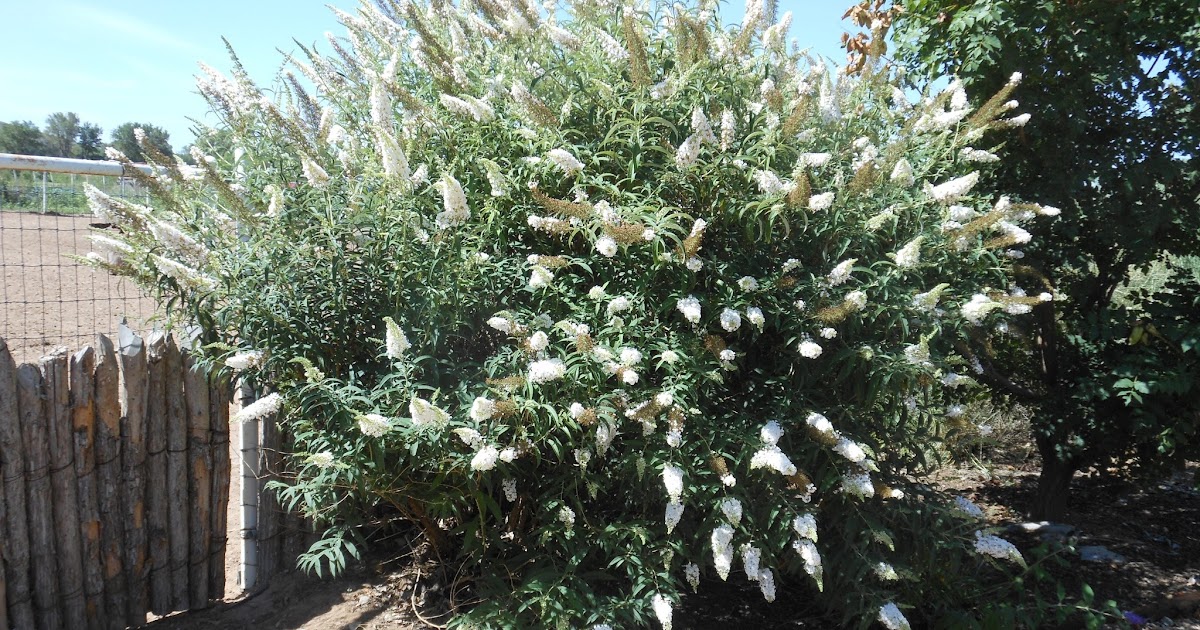 Butterfly Bushes: Colorful and Wonderfully Scented!