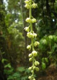 Kenali Buah Tampoi | Gubuk Ambe