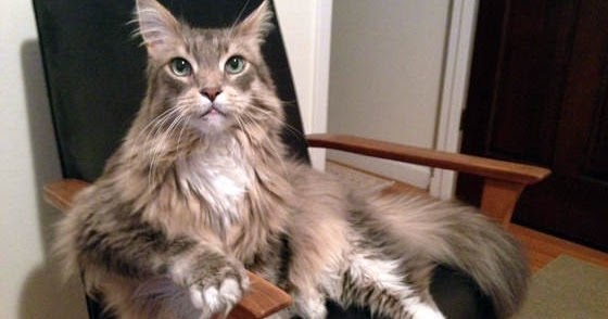 Animais de Estimação: Raça de Gato: Maine Coon