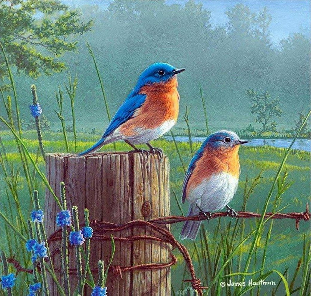 Arte y Actividad Cultural: Coloridas Aves Silvestres En Cuadros ...