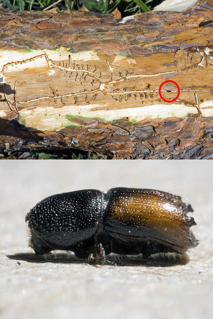 Invertebrados de Huesca: 1/07/12 - 1/08/12