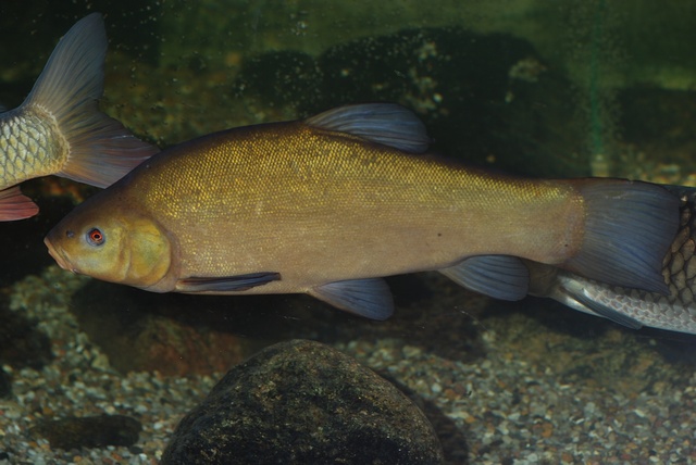 Artes de Pesca: VAMOS A PESCAR TENCA