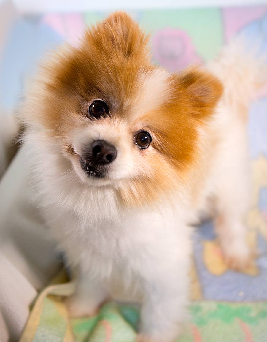 Shelter Dogs of Portland: "ANGIE" easy going senior Pomeranian