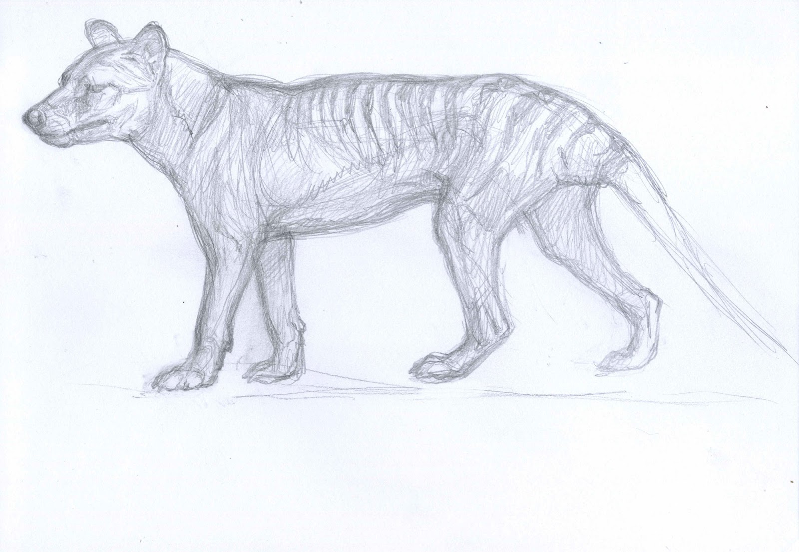Thylacine or Tasmanian tiger -The adventure of a study
