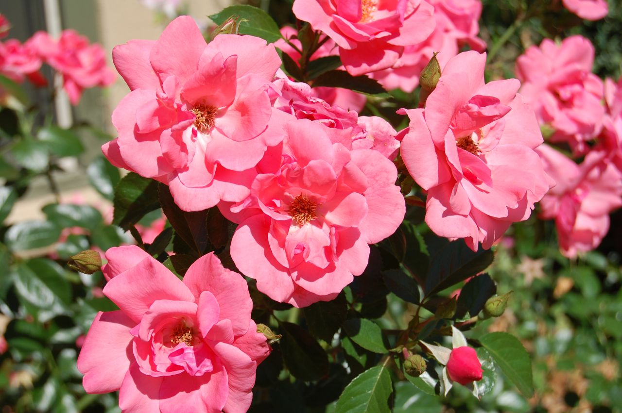 Jeannie's Fairy Rose Louisiana Garden: Lady Elsie May in My Front Garden