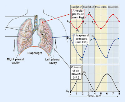 APARATO RESPIRATORIO, INTERCAMBIO DE GASES Y PRESIONES RESPIRATORIA