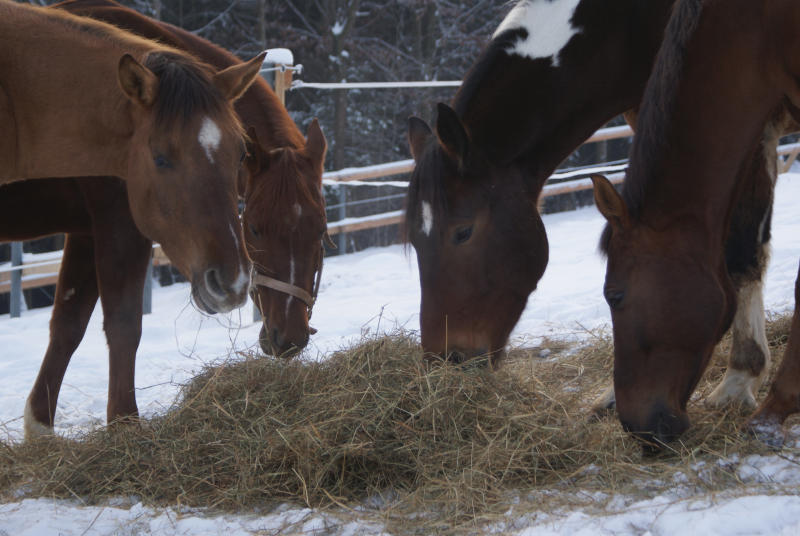 JAC`s Stable: Kapitel 45) Pferdefütterung - back to the roots