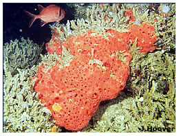 HIMB Community Education Program: Sponge Predation by Cowries