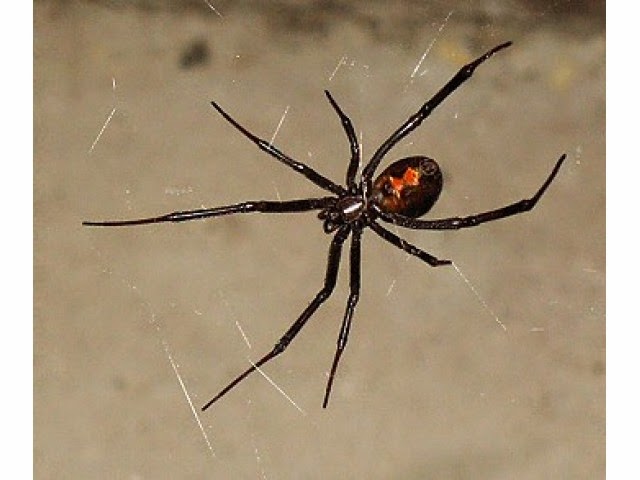 Blog si cuvinte,parlite.: Paianjeni