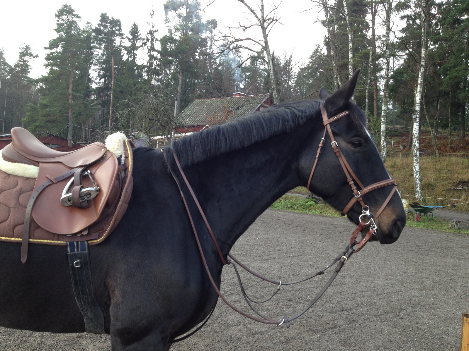 Jessica Pira: Hoppträning för Pontus westergren på onsdag at Runsten!!