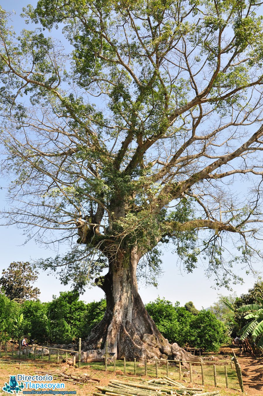 Reportero sin fronteras: La Pochota en el Ejido el Jobo de Tlapacoyan ...