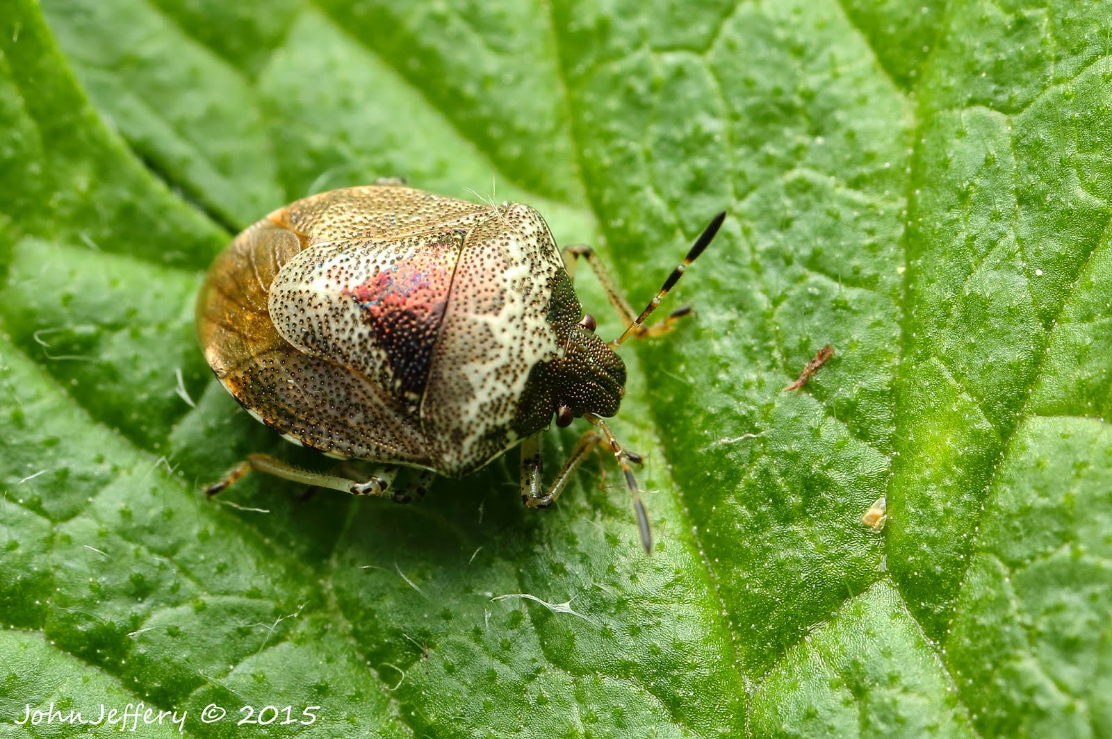 JJ's Photographic nature blog: Frogs hop and Cuckoos spit?