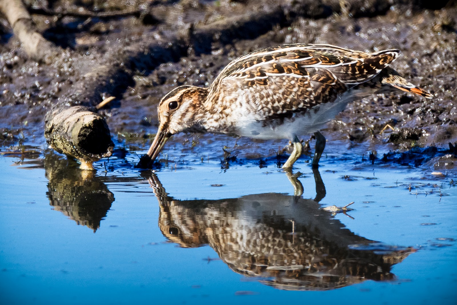 Feather Tailed Stories: Wilson's Snipe