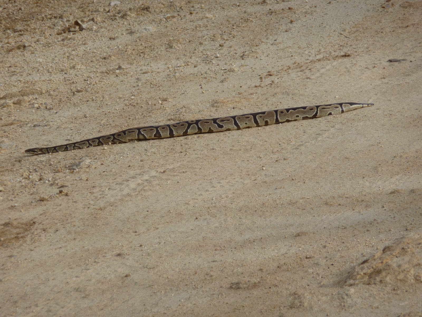 Thompson's Tukul: Adventure in Magwi County