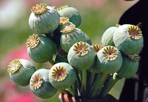 historia,geografia y economia: La guerra del opio