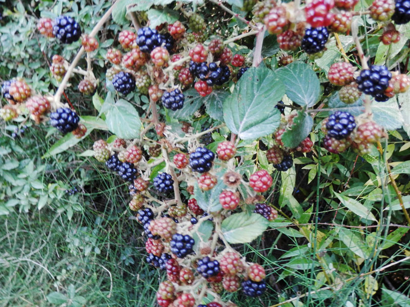 valdelubiel.com ecovaldelubiel.con: LAS PRIMERAS MORAS SILVESTRES