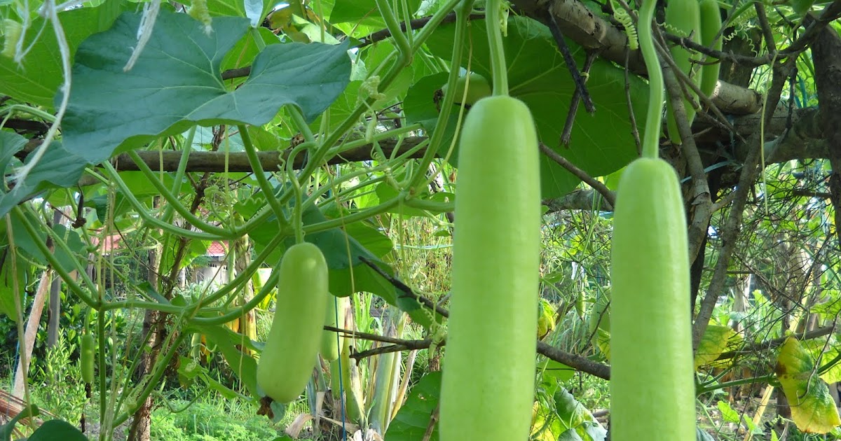 White Pumpkin Benefits To Health | BENEFIT FOR HEALTH
