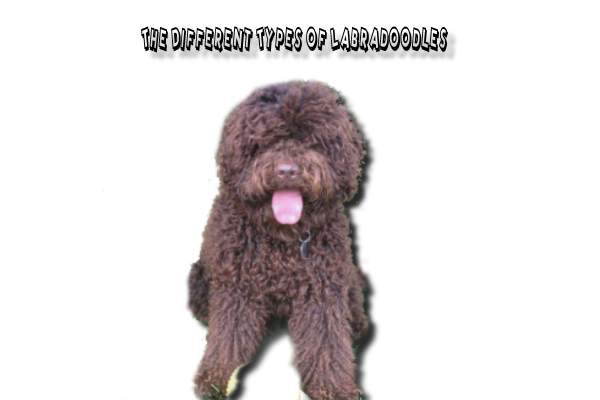 labradoodle