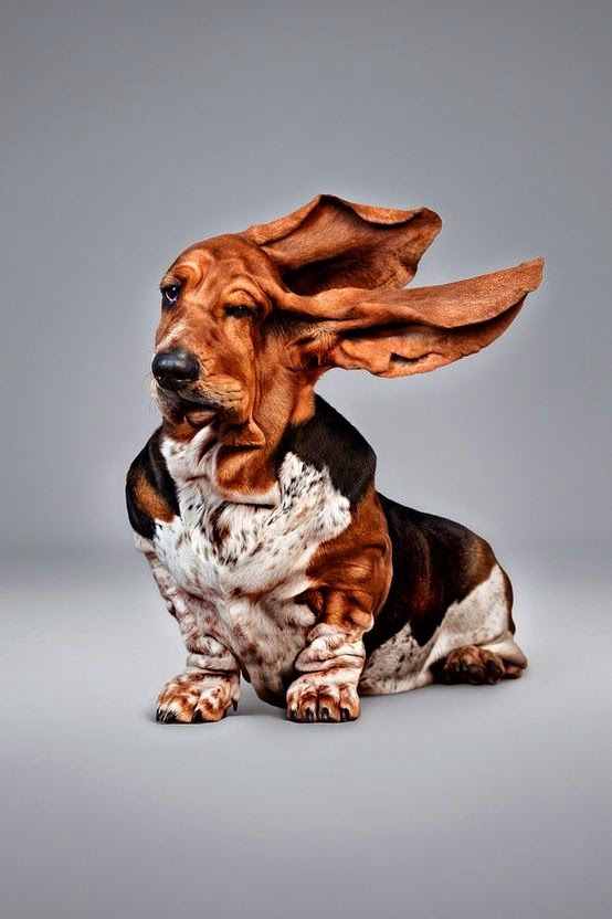 Imagenes y Fotos Espectaculares: Perrito con Orejotas