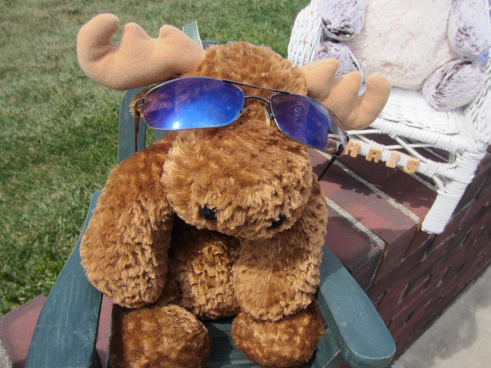 Moose Musings from THE MOOSE ROOM!