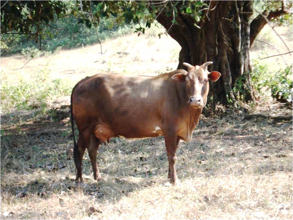 The NEWS Portals: NOW MALNAD GIDDA, A UNIQUE CATTLE, IS A RECOGNISED BREED
