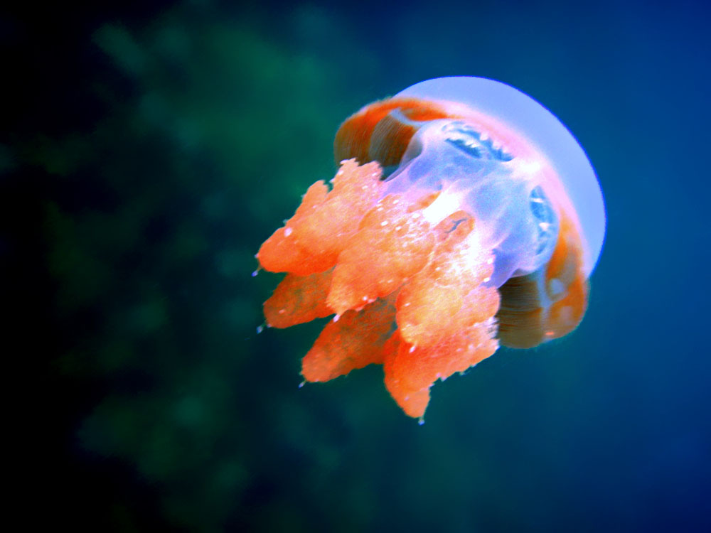 Beautiful jellyfish pictures | Amazing Creatures