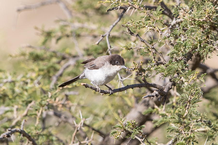 Birds of Saudi Arabia: Arabian Warbler – An Namas