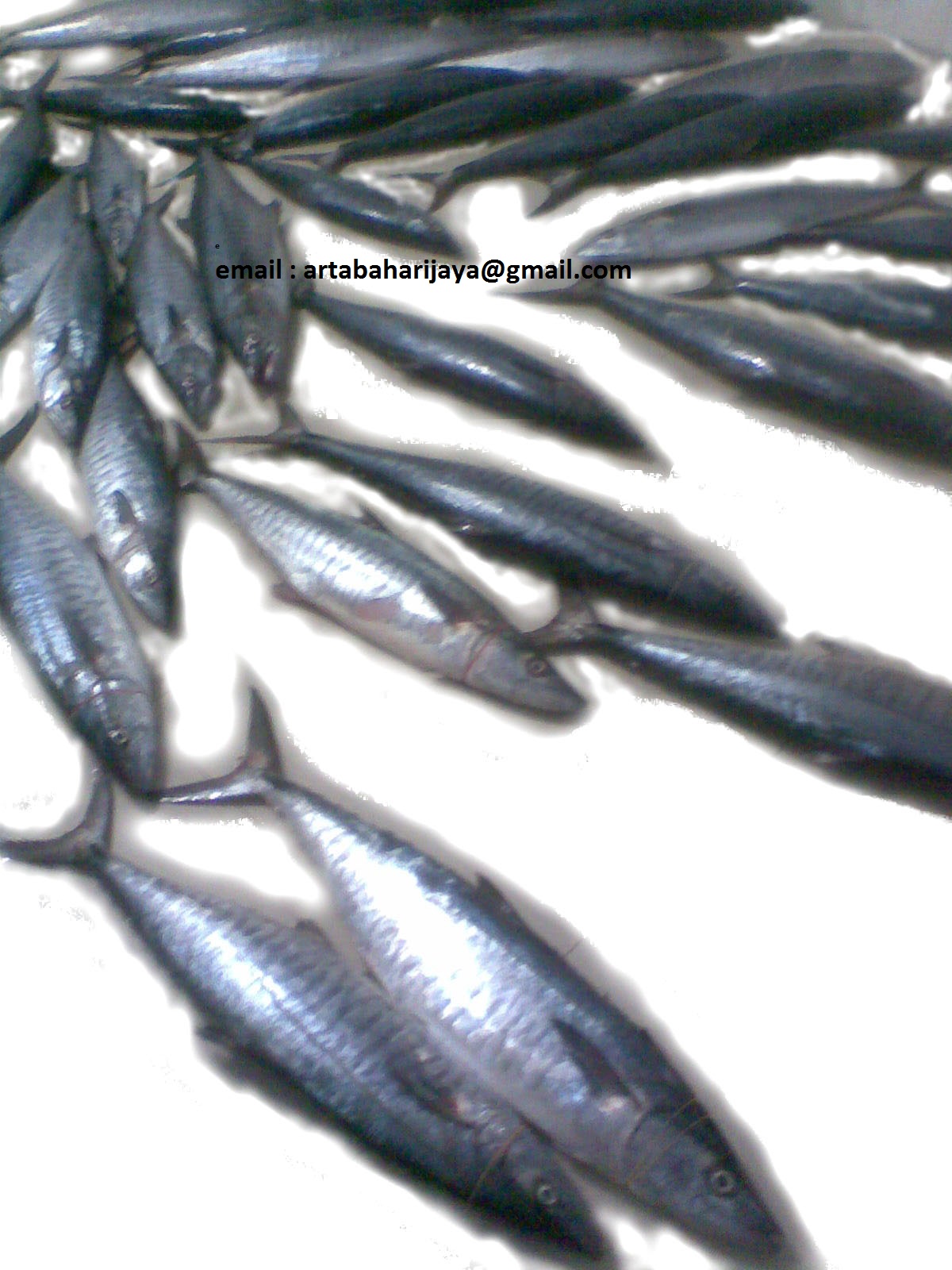 IKAN EKSPOR: IKAN TENGGIRI