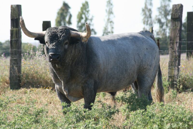 Fotos d toros - Imagui