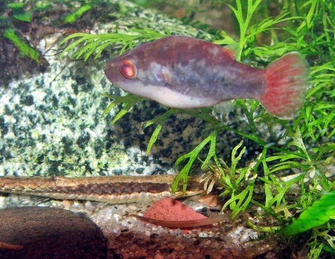 Red Tailed Puffer ( Ikan Buntal )