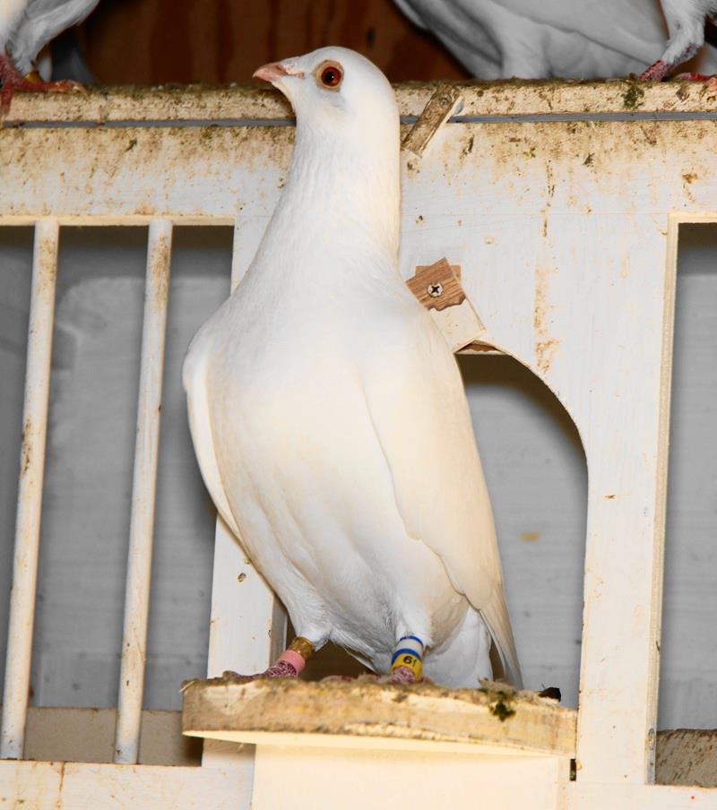 Birds Pigeons Pakistan: White Racing Pigeon