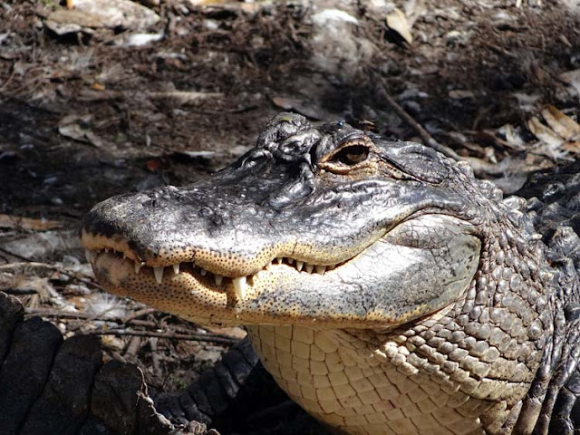 Reflection's Flora and Fauna: Crocs and Gaters, They Got TEETH!