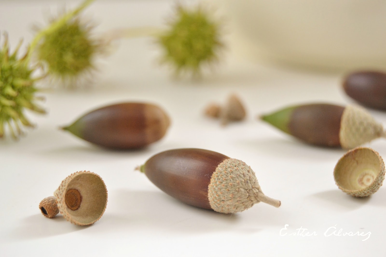 estherálvarezzzz: Bellotas.