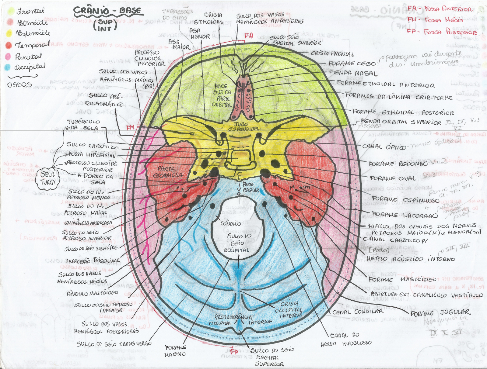 Rabiscos Infundados: Crânio: Forames Cranianos (Vista Superior)