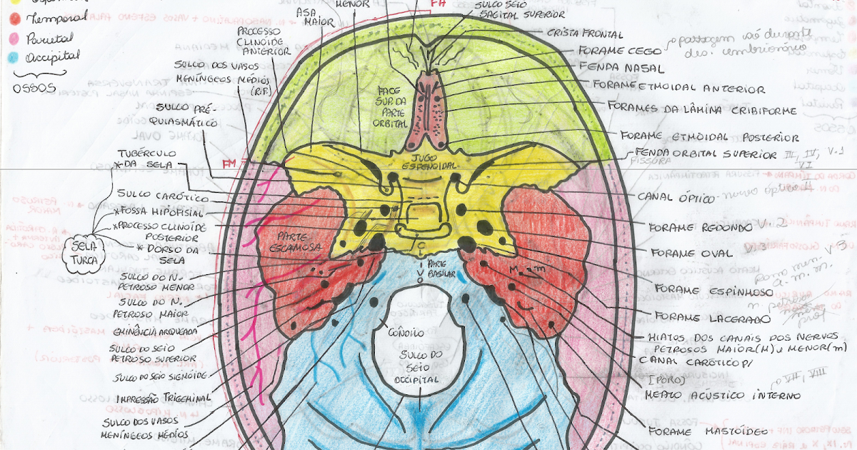 Rabiscos Infundados: Crânio: Forames Cranianos (Vista Superior)