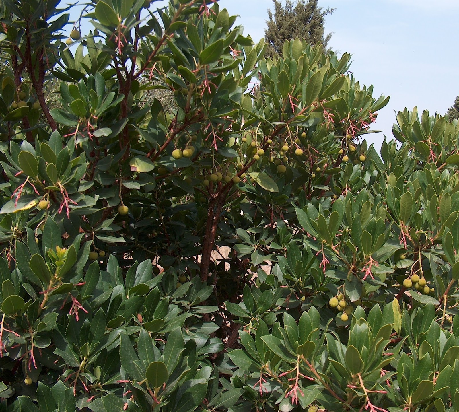 Arbutus Flower - Natural Beauty