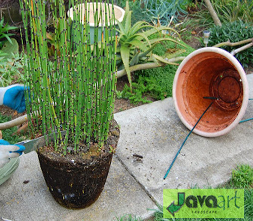 CARA MENANAM BAMBU AIR ~ TAMAN DAN KOLAM SEDERHANA