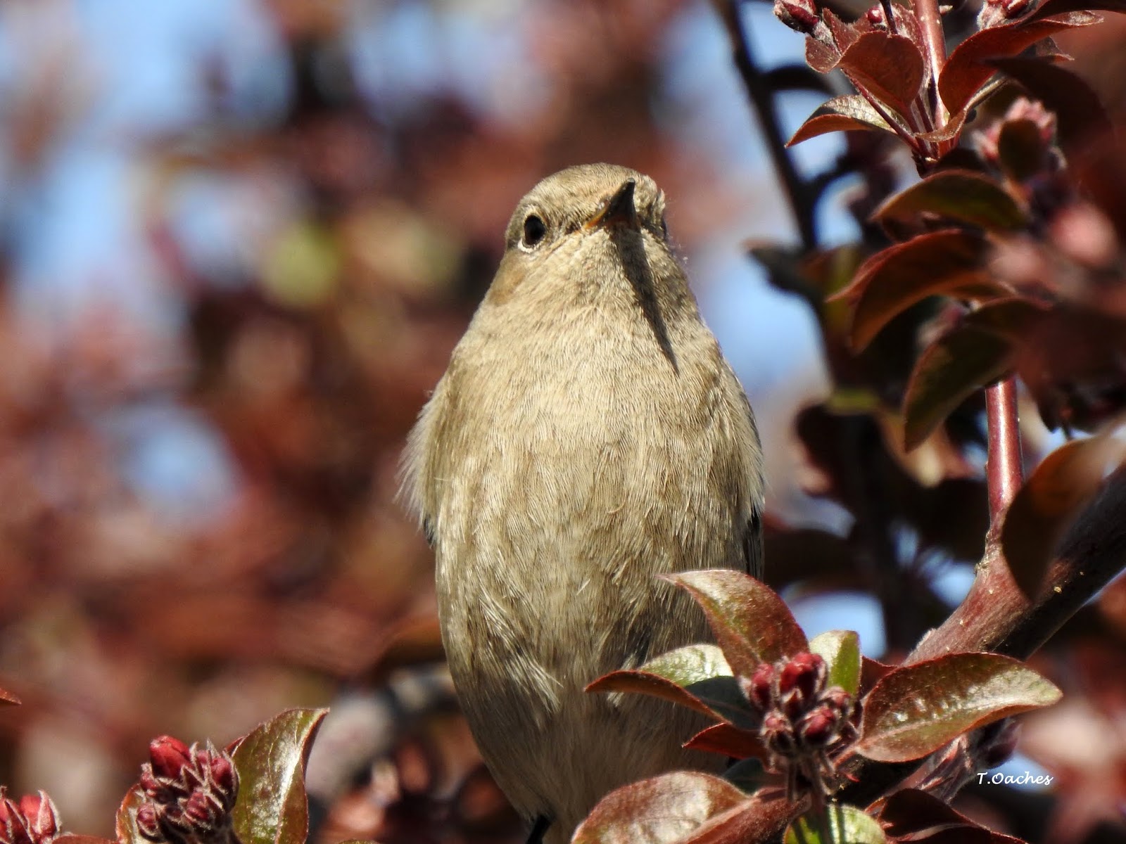 PASARI DIN ROMANIA: CODROS DE MUNTE (1), Phoenicurus ochruros