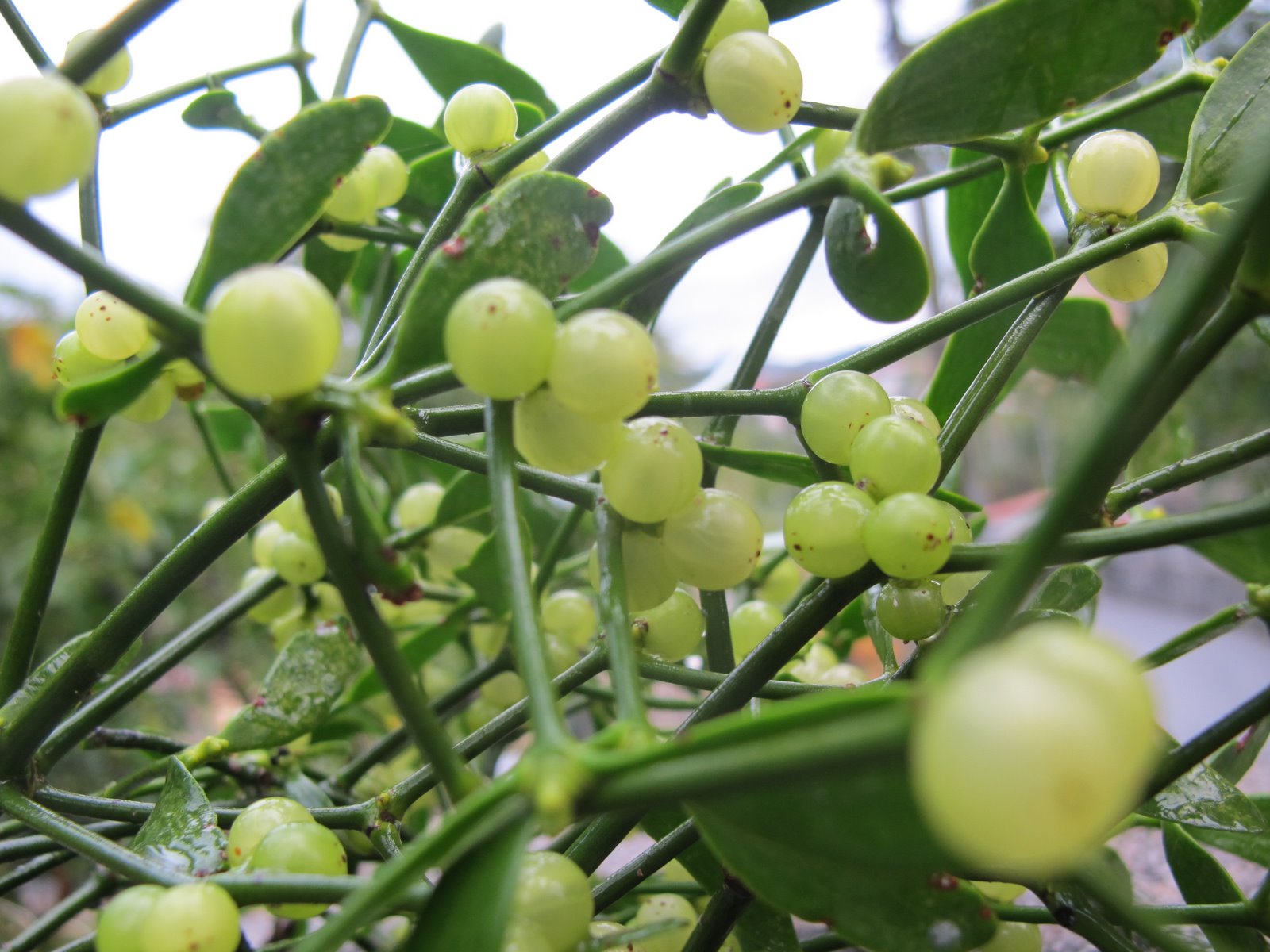 FLORA NEL SALENTO e.. anche altrove: Viscum album L. - Viscaceae ...