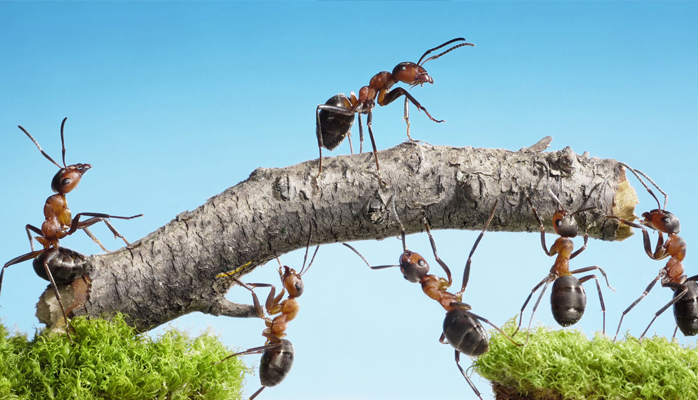 FORMIGA EM MOVIMENTO - PASSEIO CONSCIENTE ACADEMIA CARIOCA | CMS ...