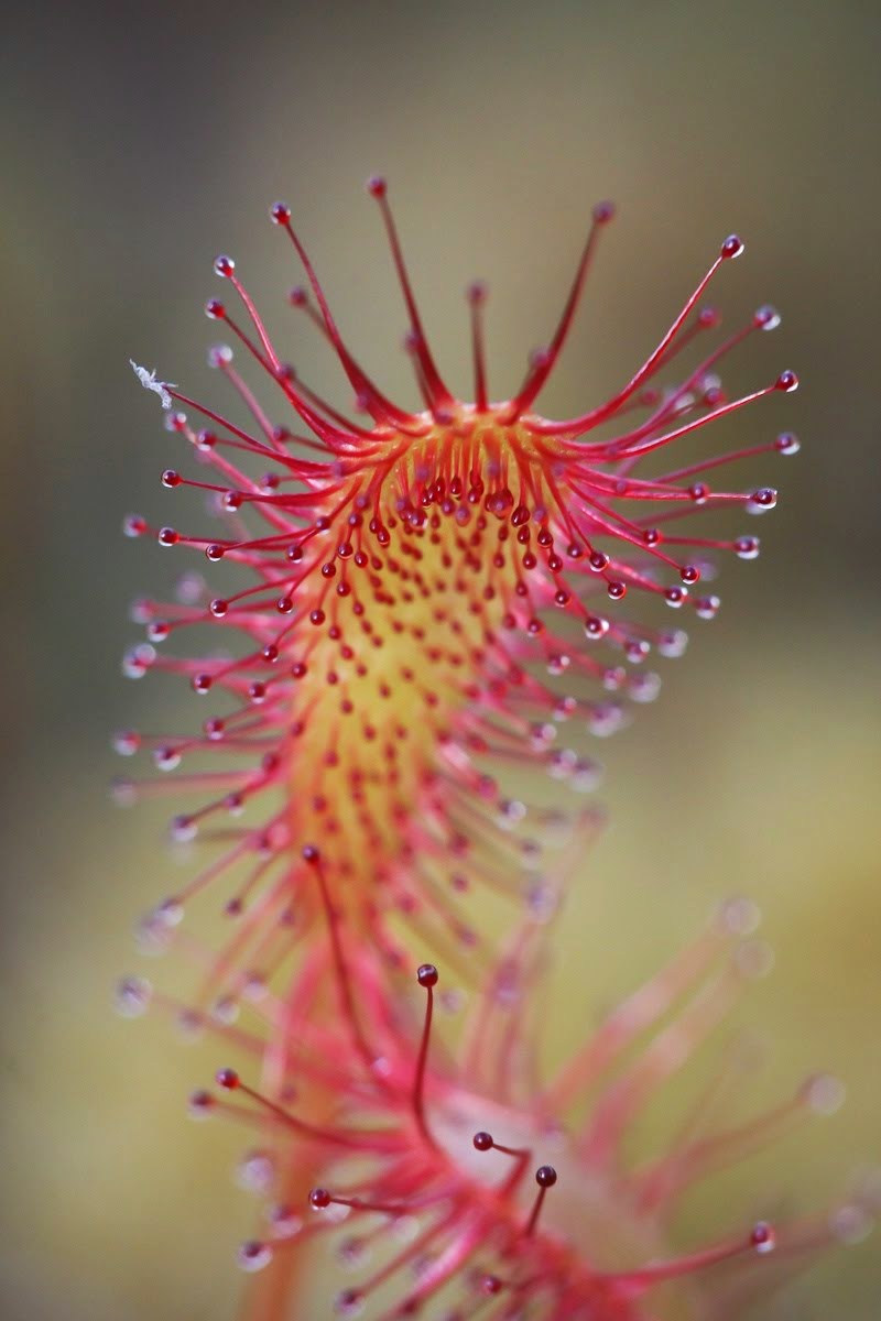 Mitä narsismi on syvimmältään