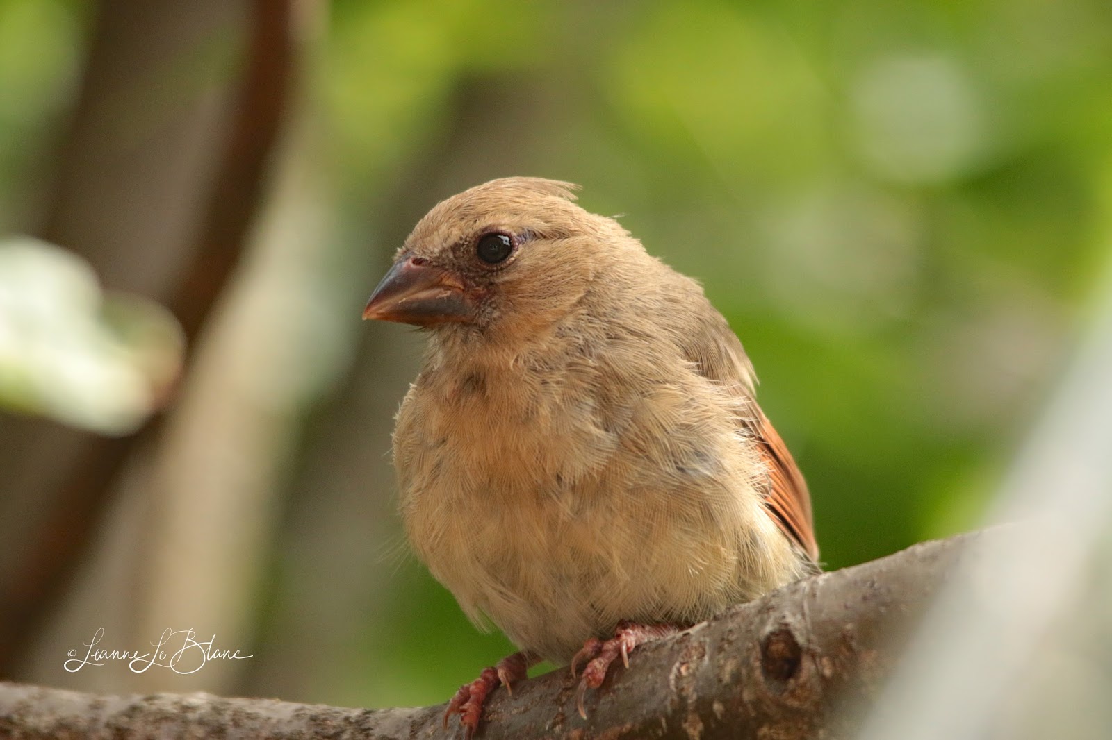Identifying the Fledgling Stage of a Baby Bird | Nature Notes Blog