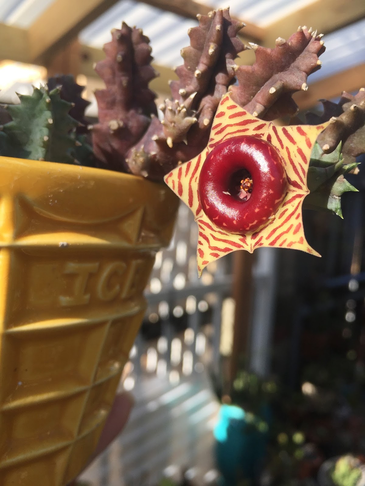 How to Grow and Care for Huernia Succulents