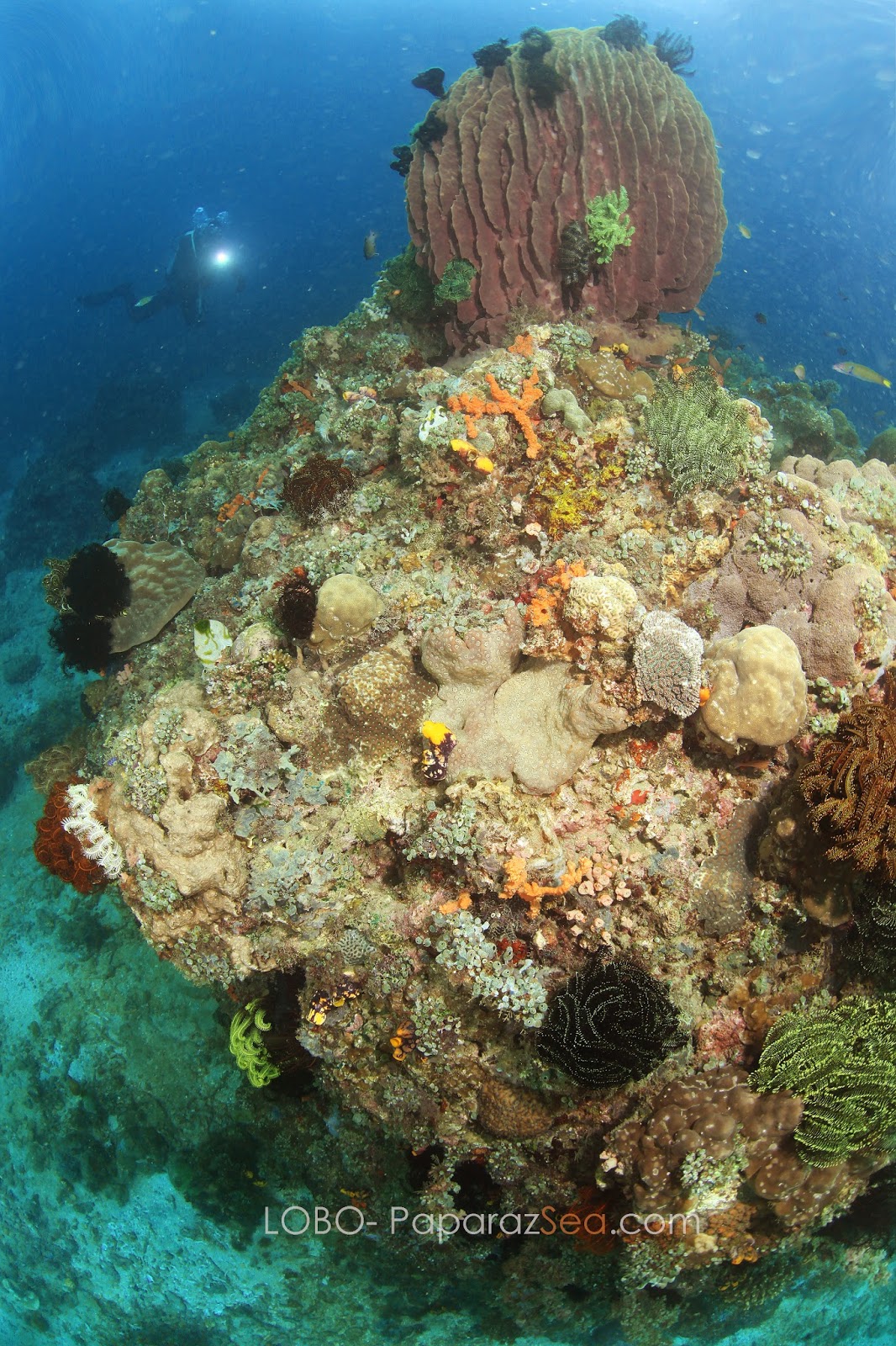 Five Reasons NOT to Dive Lobo Batangas - PaparazSea