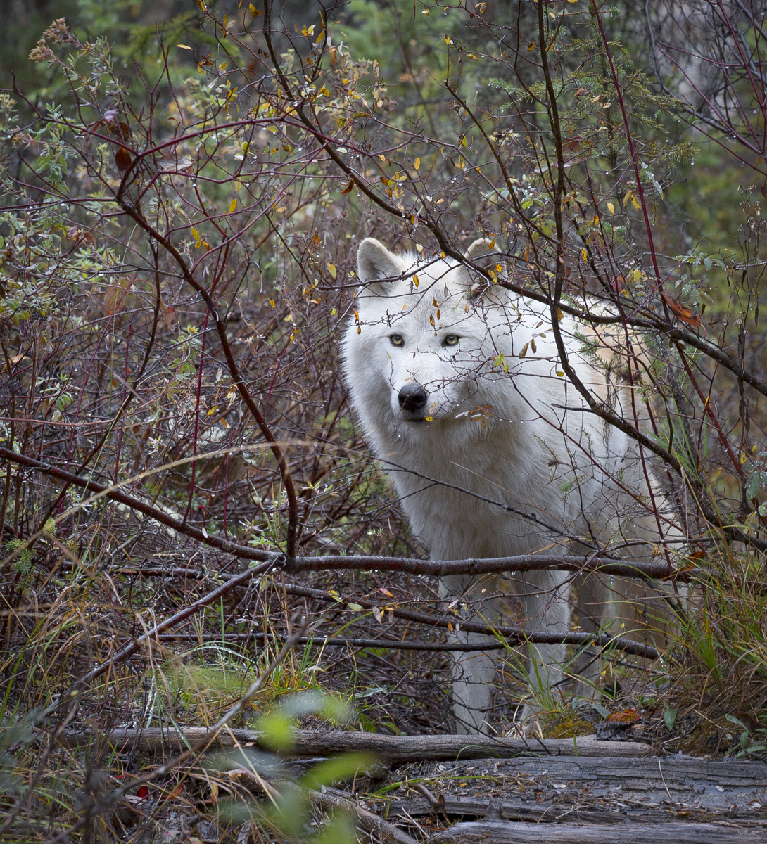 White Mountain Photography News: Fall Wolves