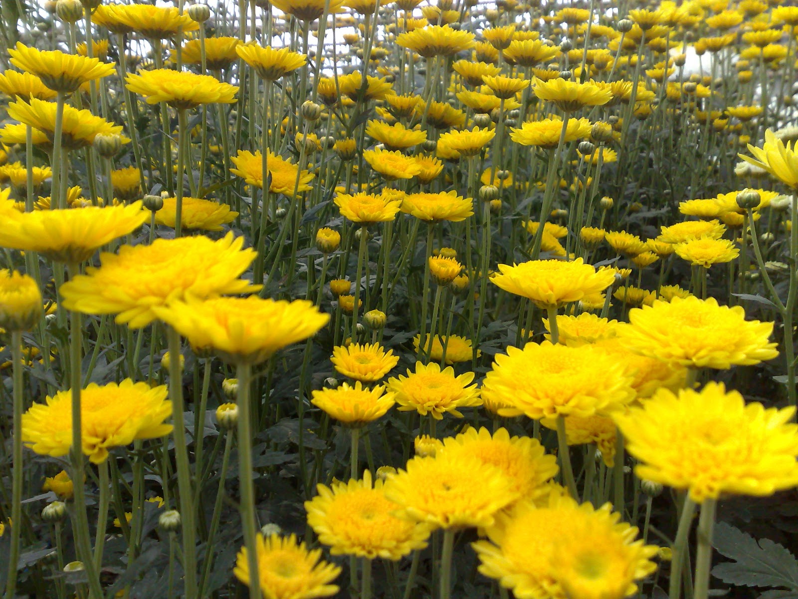 BUNGA POTONG LEMBANG: Bunga Aster Lembang