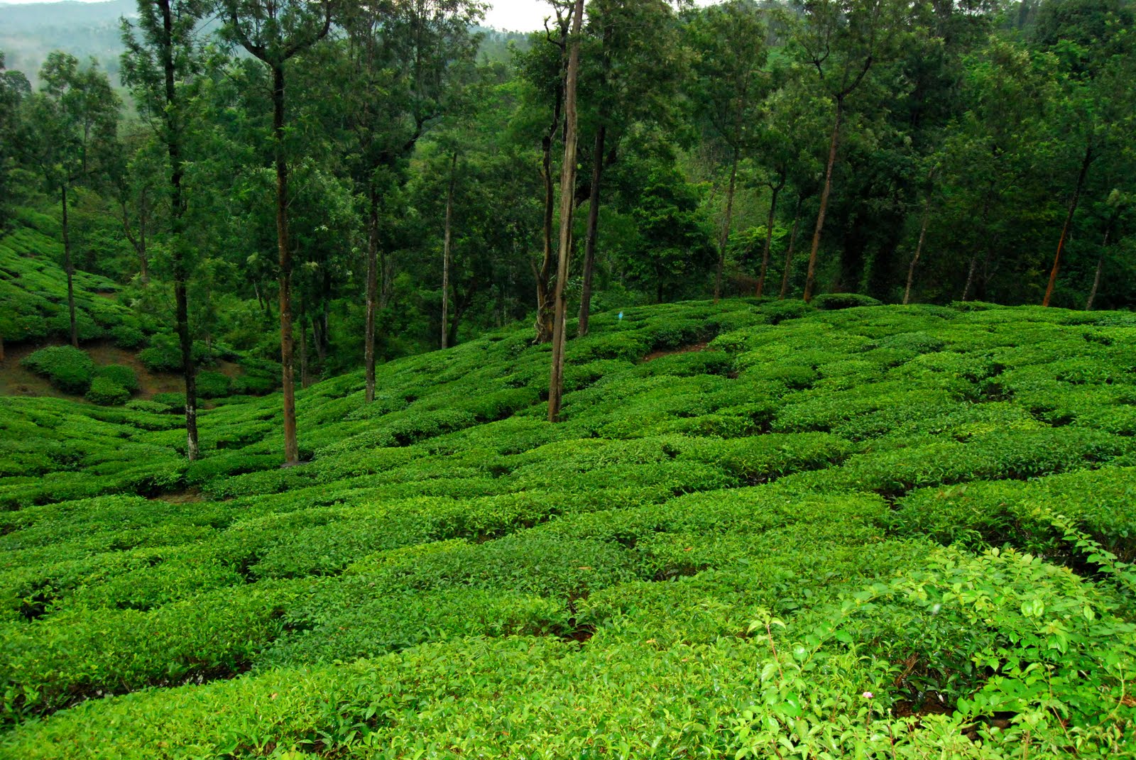 My Travel & Photography: Wayanad, Kerala