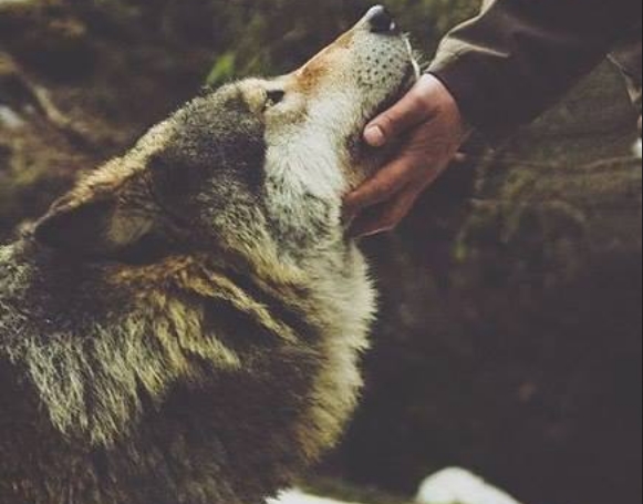 White Wolf : Love of animals is rooted in our brains